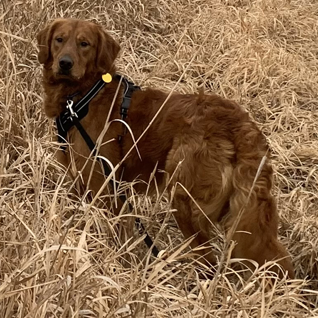 Meet Remi 23-341 - Retrieve a Golden of the Midwest