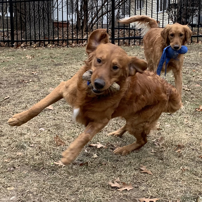 Meet Remi 23-341 - Retrieve a Golden of the Midwest