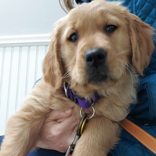 Meet Milly (Britt) 24-040 - Retrieve a Golden of the Midwest