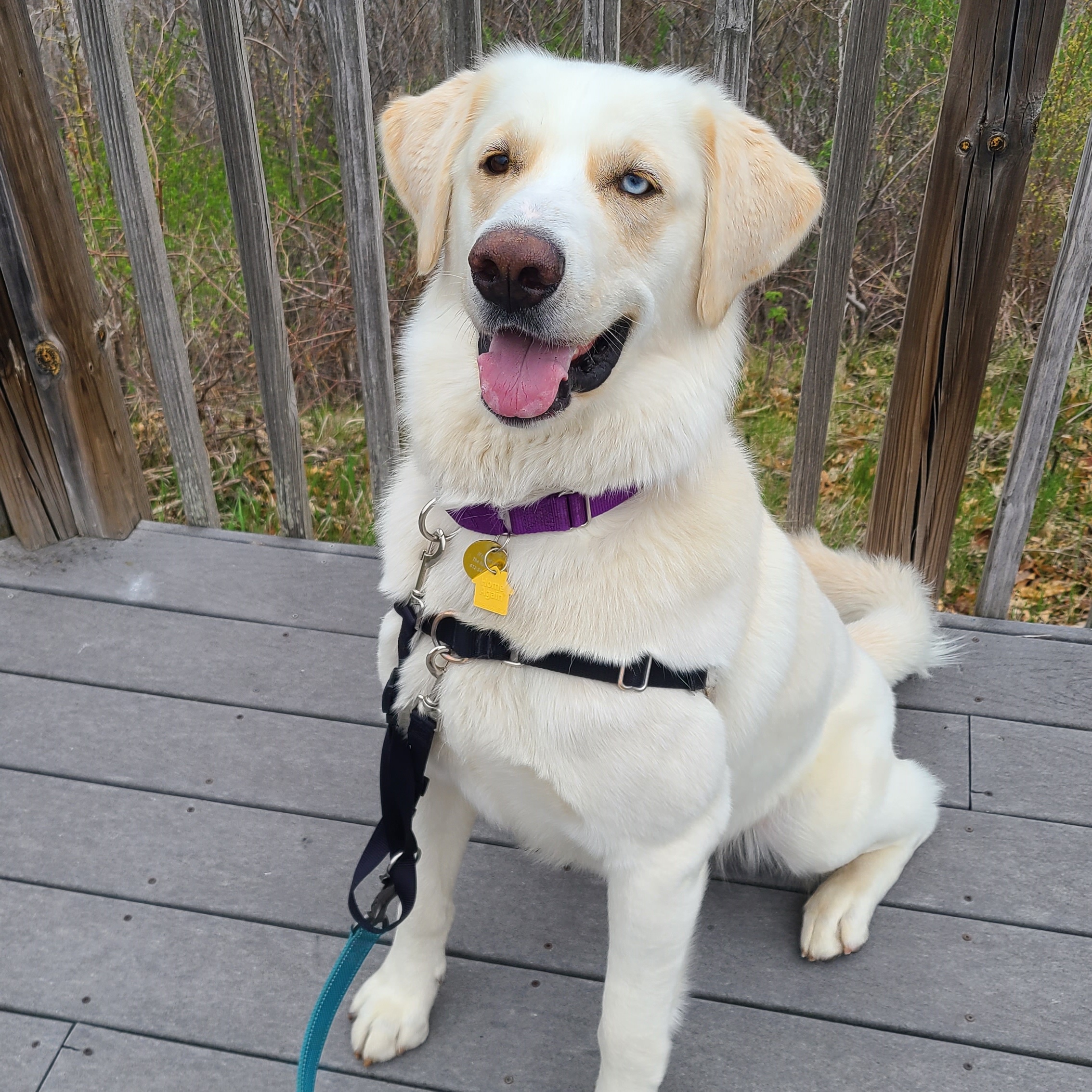 Meet Echo 24-049 - Retrieve a Golden of the Midwest