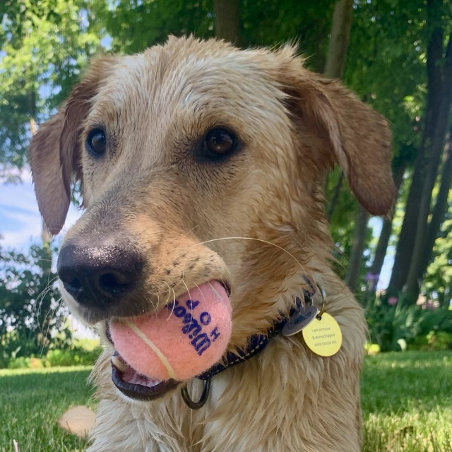 Meet Sally (Star) 24-112 - Retrieve a Golden of the Midwest
