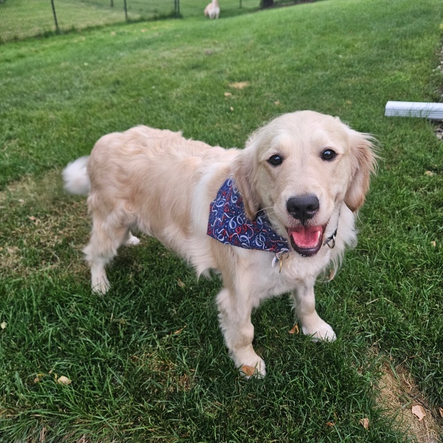 Meet Lexi 24-142 - Retrieve a Golden of the Midwest