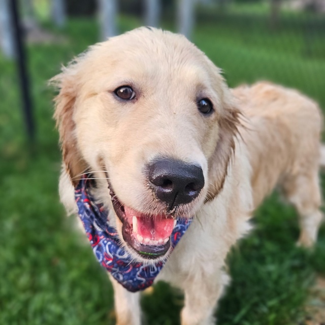 Meet Lexi 24-142 - Retrieve a Golden of the Midwest