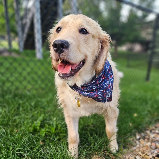 Meet Lexi 24-142 - Retrieve a Golden of the Midwest