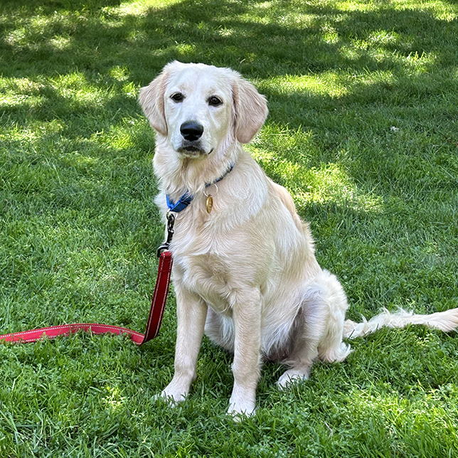 Meet Harper (Little Bit) 24-175 - Retrieve a Golden of the Midwest