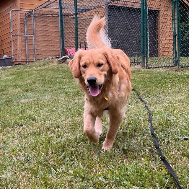 Meet Finnegan (Graham) 23-308 - Retrieve a Golden of the Midwest