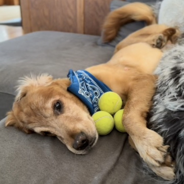 Meet Walter (Socrates) 24-194 - Retrieve a Golden of the Midwest