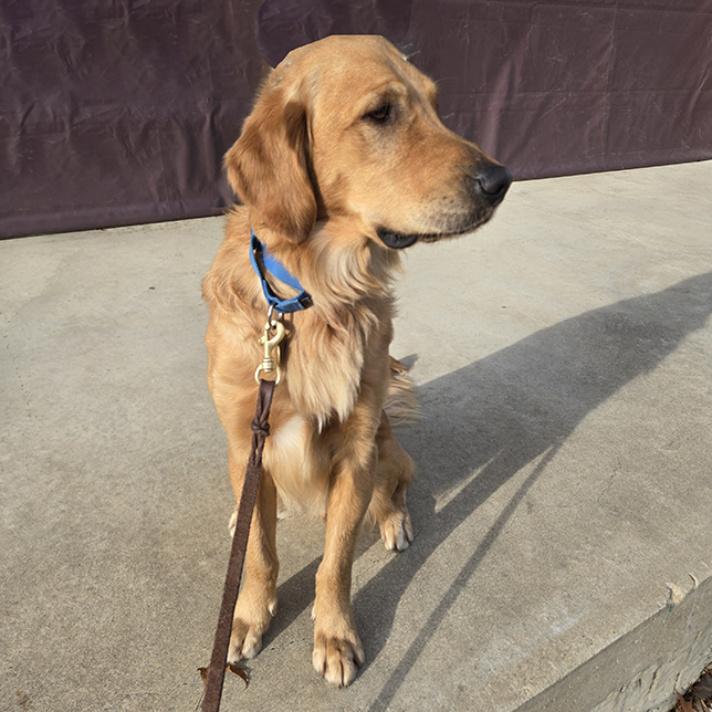 Meet Torman 24-254 - Retrieve a Golden of the Midwest