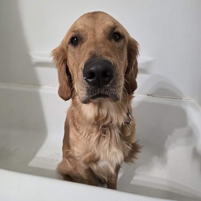 Meet Torman 24-254 - Retrieve a Golden of the Midwest