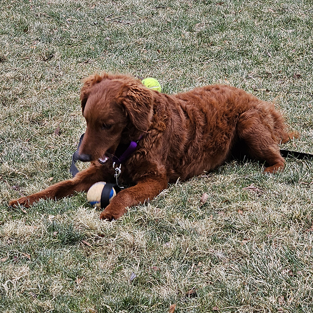 Meet Sunny 24-284 - Retrieve a Golden of the Midwest