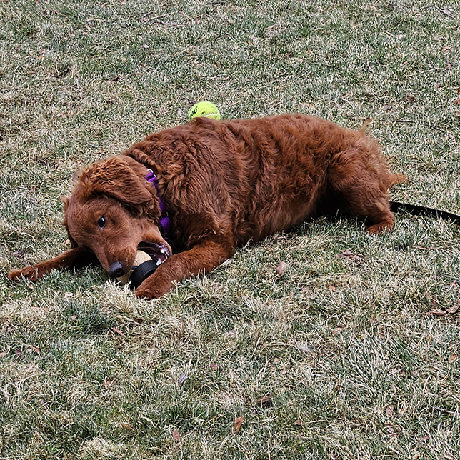 Meet Sunny 24-284 - Retrieve a Golden of the Midwest