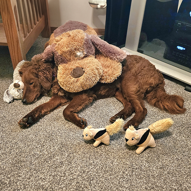 Meet Sunny 24-284 - Retrieve a Golden of the Midwest