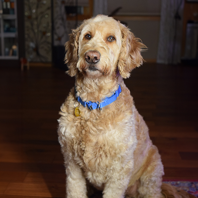 Meet Sally 24-295 - Retrieve a Golden of the Midwest