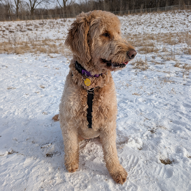 Meet Sally 24-295 - Retrieve a Golden of the Midwest