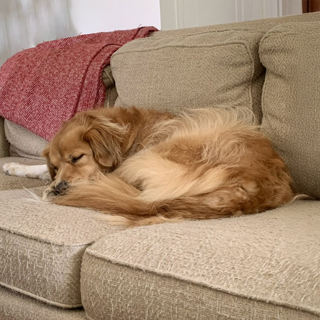 Meet Lexi 25-165 - Retrieve a Golden of the Midwest