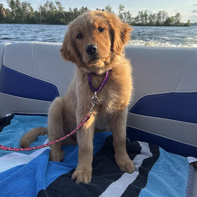 Meet Lainey (Uma) 25-175 - Retrieve a Golden of the Midwest