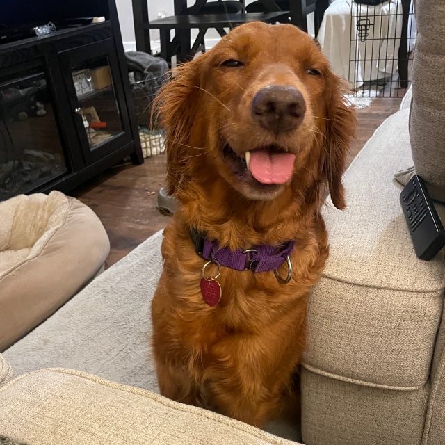 Meet Calla 25-160 - Retrieve a Golden of the Midwest