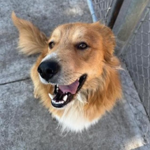 Meet Sherman 25-228 - Retrieve a Golden of the Midwest