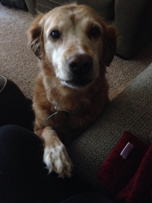 Meet Keely (Chelsea/Keely) 05-449 - Retrieve a Golden of the Midwest