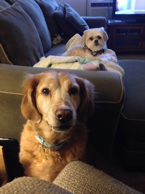 Meet Keely (Chelsea/Keely) 05-449 - Retrieve a Golden of the Midwest