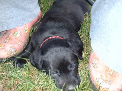 Meet Duke (Darwin) 07-497 - Retrieve a Golden of the Midwest