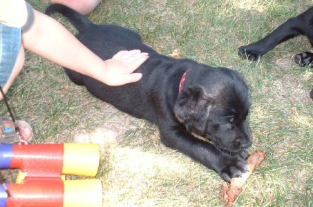 Meet Duke (Darwin) 07-497 - Retrieve a Golden of the Midwest