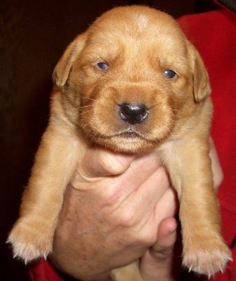 Meet Diccon 05-359 - Retrieve a Golden of the Midwest