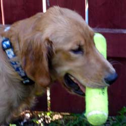 Meet Kona (Jack) 07-480 - Retrieve a Golden of the Midwest