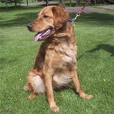 Meet Riley 07-305 - Retrieve a Golden of the Midwest