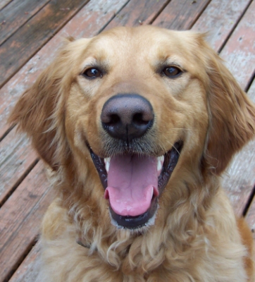 Meet Rory 05-114 - Retrieve a Golden of the Midwest