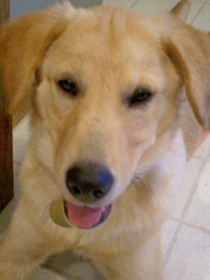 Meet Roscoe 07-500 - Retrieve a Golden of the Midwest