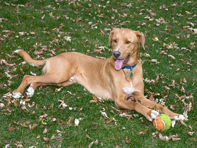 Meet Smitty 07-316 - Retrieve a Golden of the Midwest