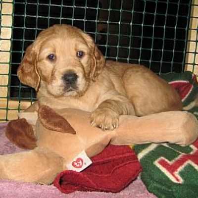 Meet Sula (Electra) 08-523 - Retrieve a Golden of the Midwest