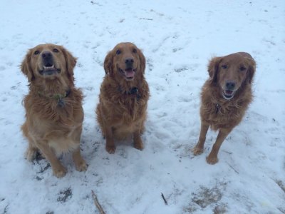 Meet Red (Pyro/Red) 08-585 - Retrieve a Golden of the Midwest