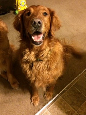 Meet Red (Pyro/Red) 08-585 - Retrieve a Golden of the Midwest