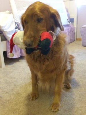 Meet Red (Pyro/Red) 08-585 - Retrieve a Golden of the Midwest