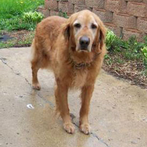 Meet Shunka 08-263 - Retrieve a Golden of the Midwest