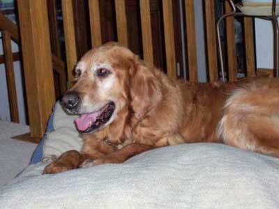 Meet Shunka 08-263 - Retrieve a Golden of the Midwest