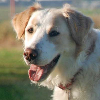 Meet Anderson (Smiley) 08-020 - Retrieve a Golden of the Midwest