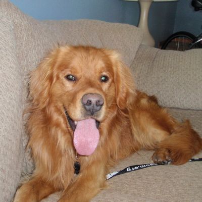 Meet Cheeto 09-230 - Retrieve a Golden of the Midwest