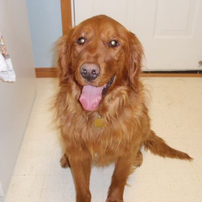 Meet Dodge 09-097 - Retrieve a Golden of the Midwest