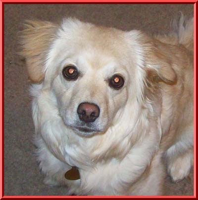 Meet Isabella 09-100 - Retrieve a Golden of the Midwest