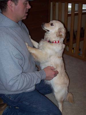 Meet Isabella 09-100 - Retrieve a Golden of the Midwest