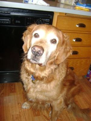 Meet Rusty 09-433 - Retrieve a Golden of the Midwest