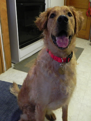 Meet Arlow 10-275 - Retrieve a Golden of the Midwest