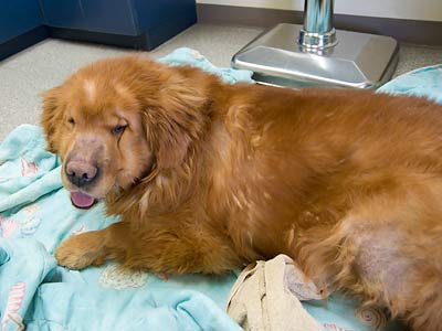 Meet Grizzly Bear (Fabio) 10-157 - Retrieve a Golden of the Midwest