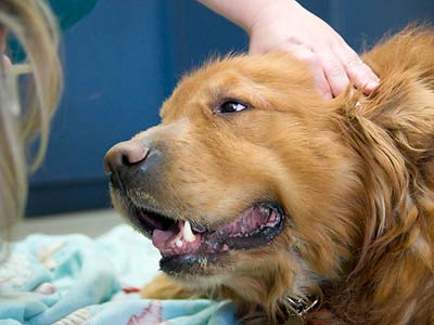 Meet Grizzly Bear (Fabio) 10-157 - Retrieve a Golden of the Midwest