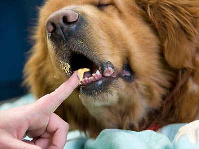 Meet Grizzly Bear (Fabio) 10-157 - Retrieve a Golden of the Midwest