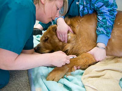 Meet Grizzly Bear (Fabio) 10-157 - Retrieve a Golden of the Midwest