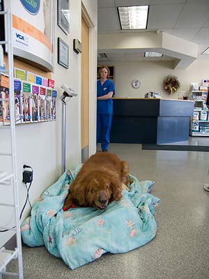 Meet Grizzly Bear (Fabio) 10-157 - Retrieve a Golden of the Midwest